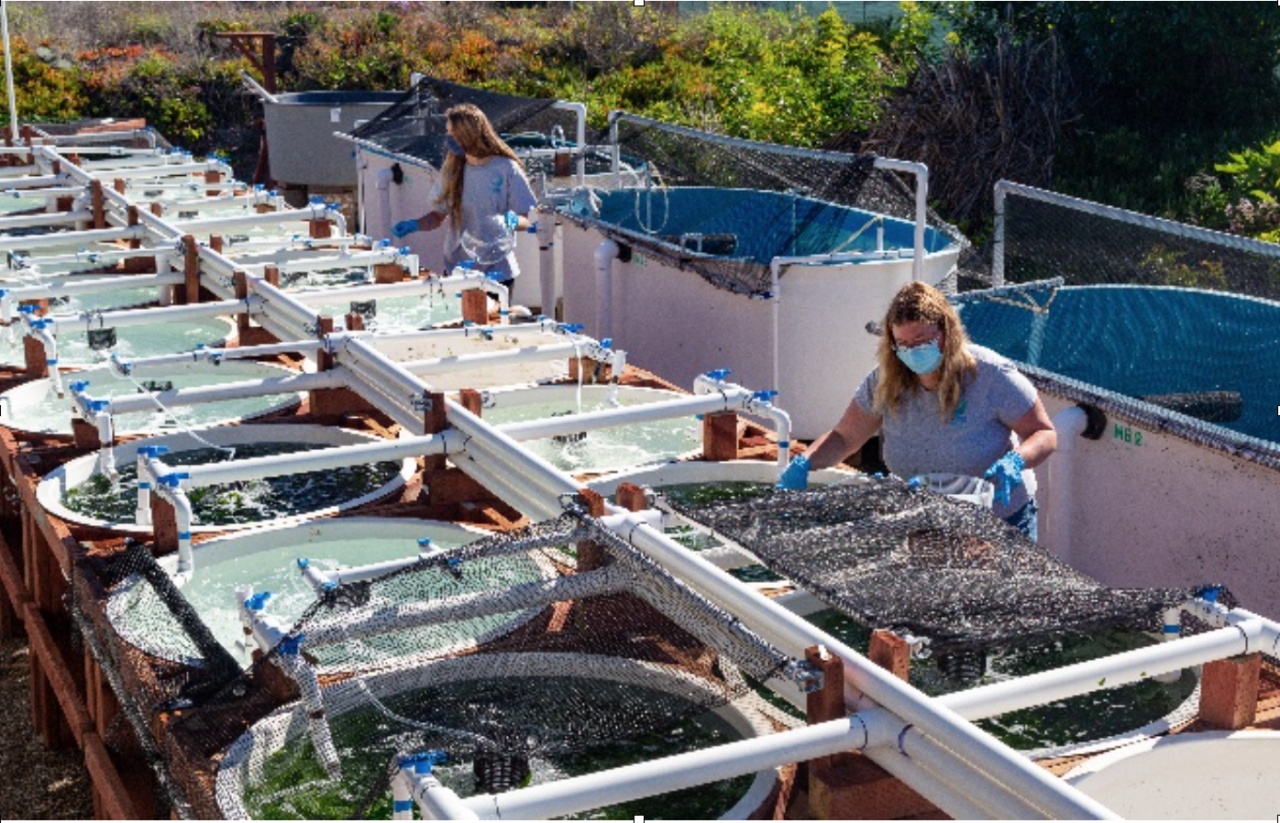 Stand-Alone Monoculture and Integrated Multi-Trophic Aquaculture (IMTA ...