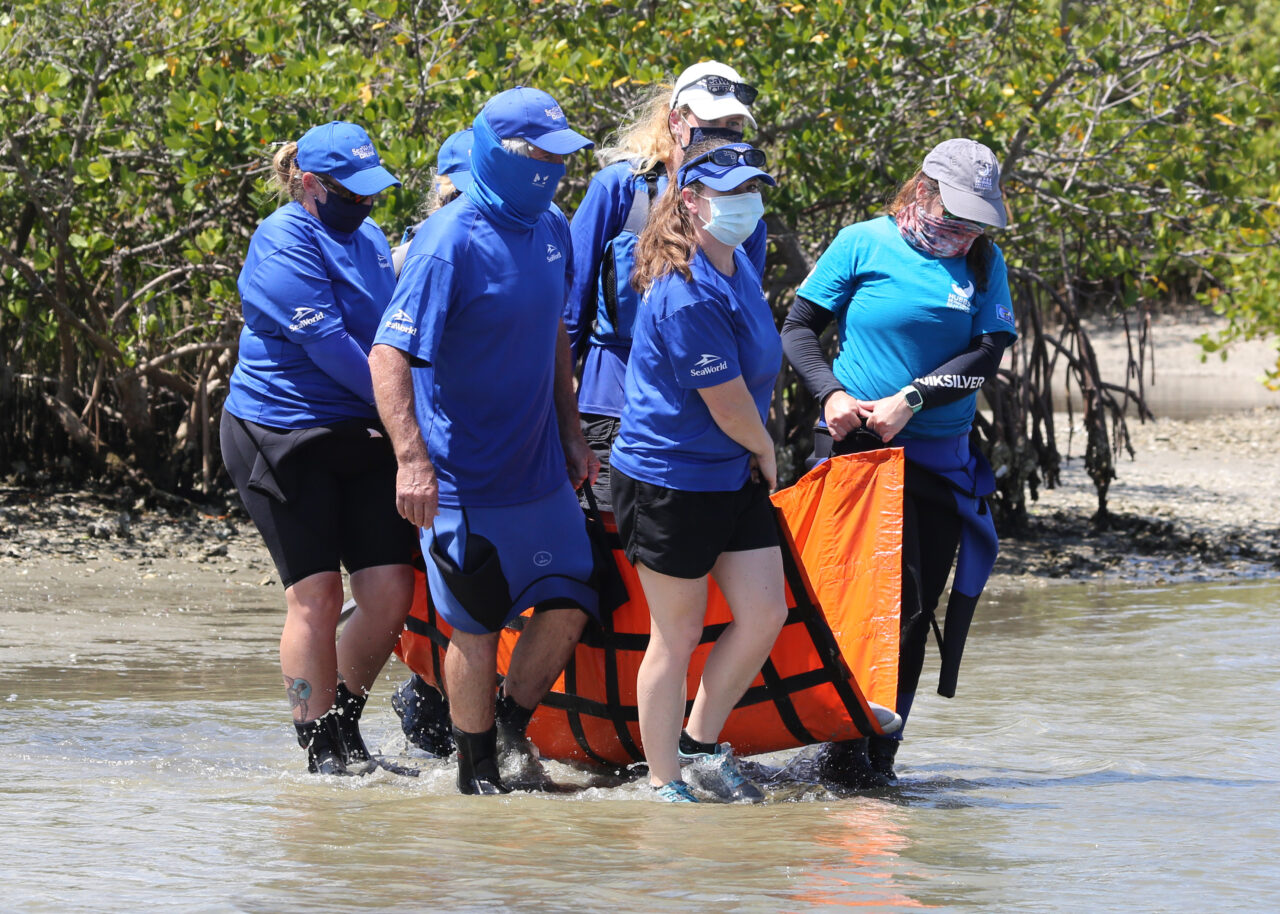 Marine Mammal Stranding | Home