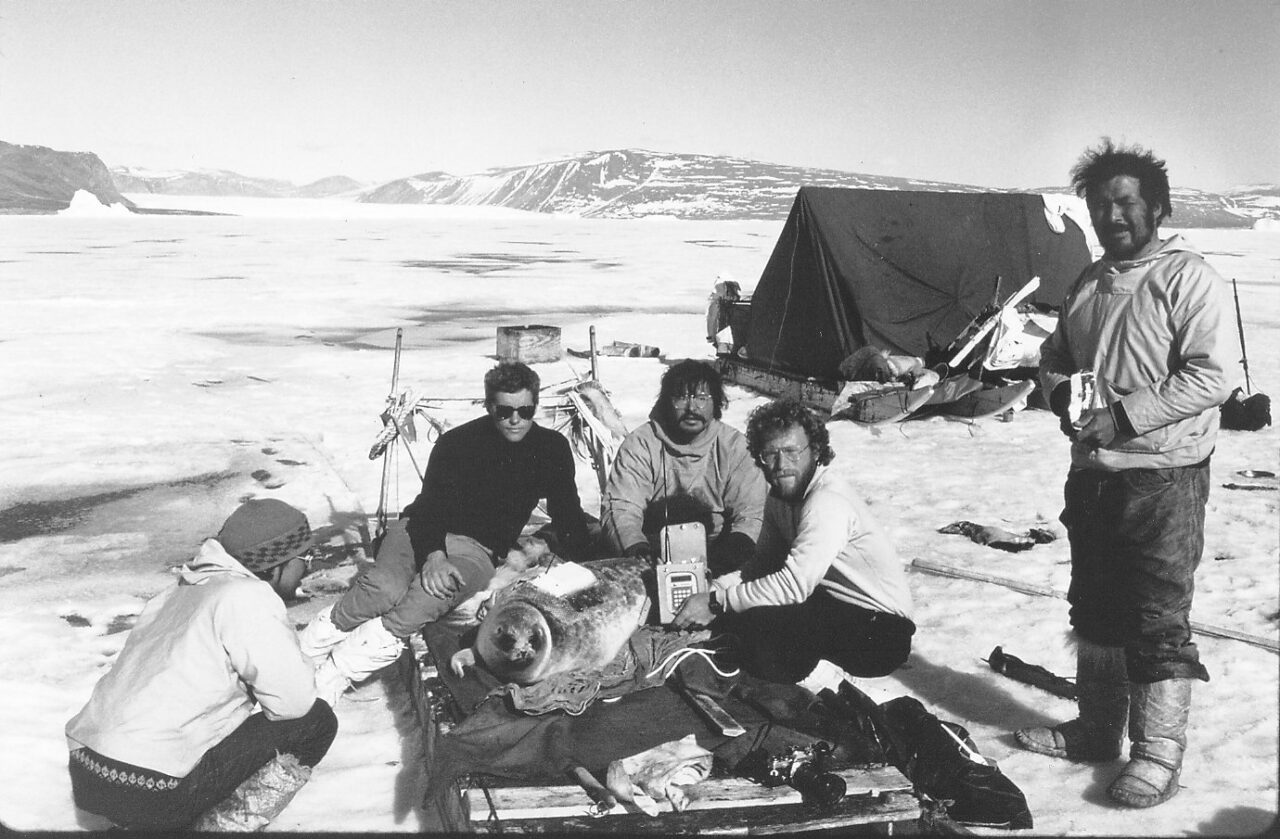 Greenland Ringed Seals | Home