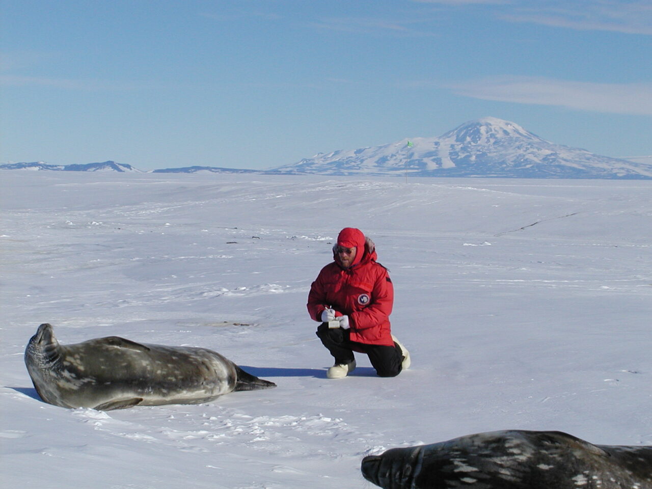 Weddell Seals Surveys | Home