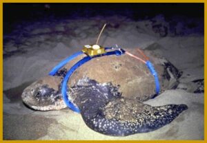 Florida Leatherback Turtles | Home