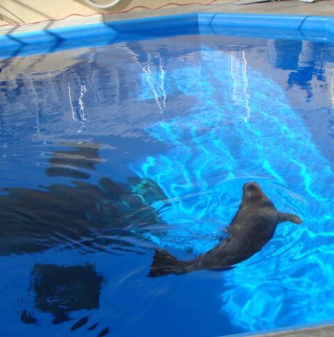 Fishing Gear Pingers | Home